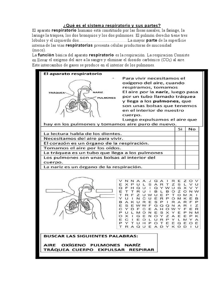 Pulmones 1 | PDF