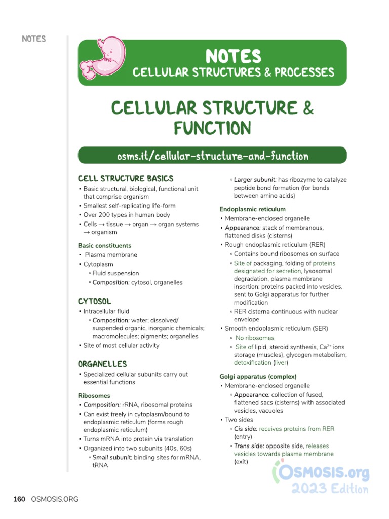 Cellular Structures and Processes Notes - Diagrams & Illustrations ...