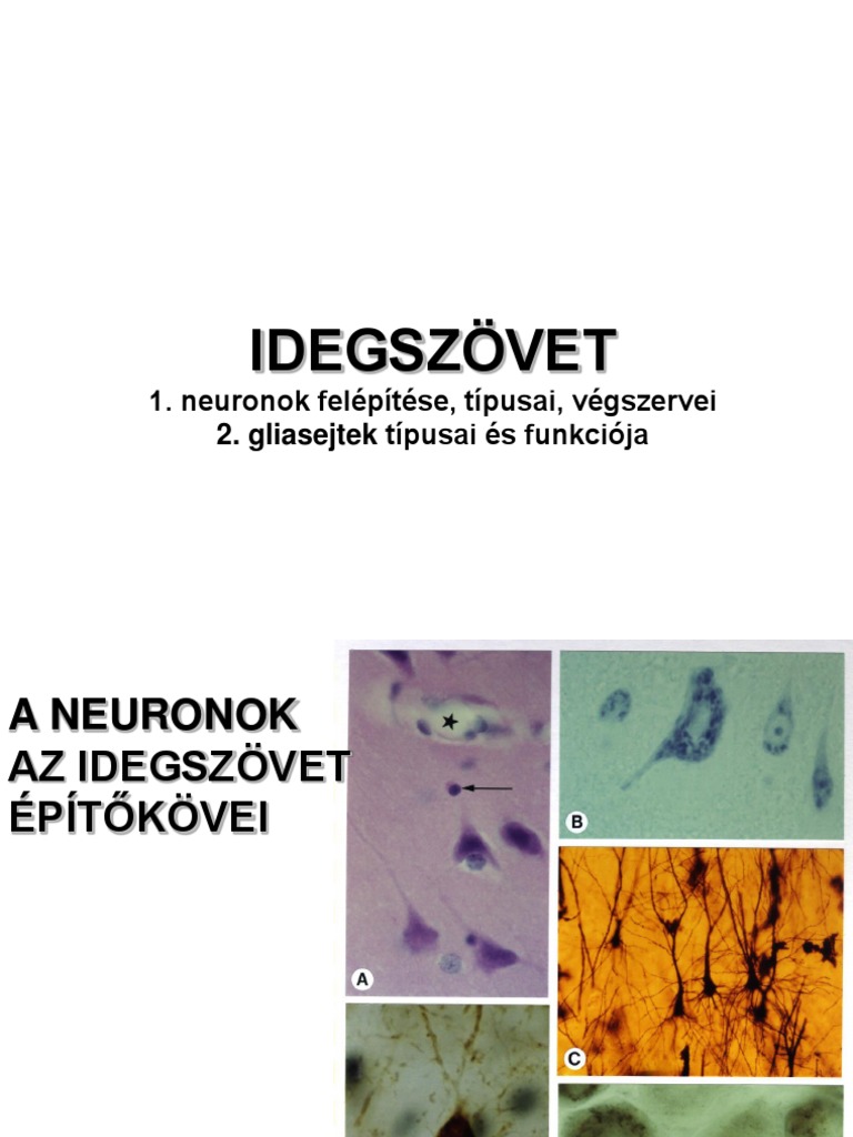 Anatómia Ea8 9 Pdf