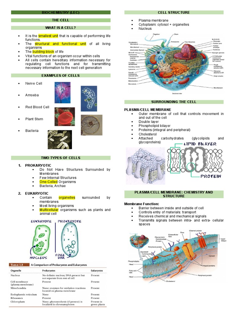 Week 2 The Cells | PDF | Cell Membrane | Cell (Biology)