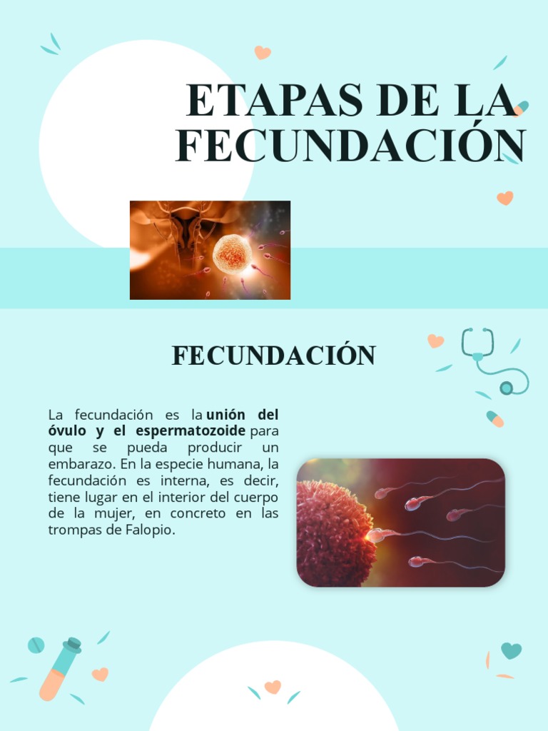 Etapas de Fecundacion | PDF