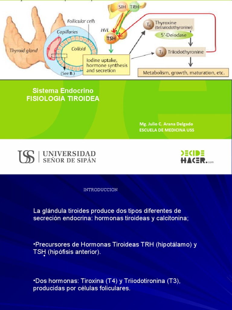 Glandula Tiroides Fisiologia II Final | PDF | Hormona estimulante de la tiroides | Tiroides