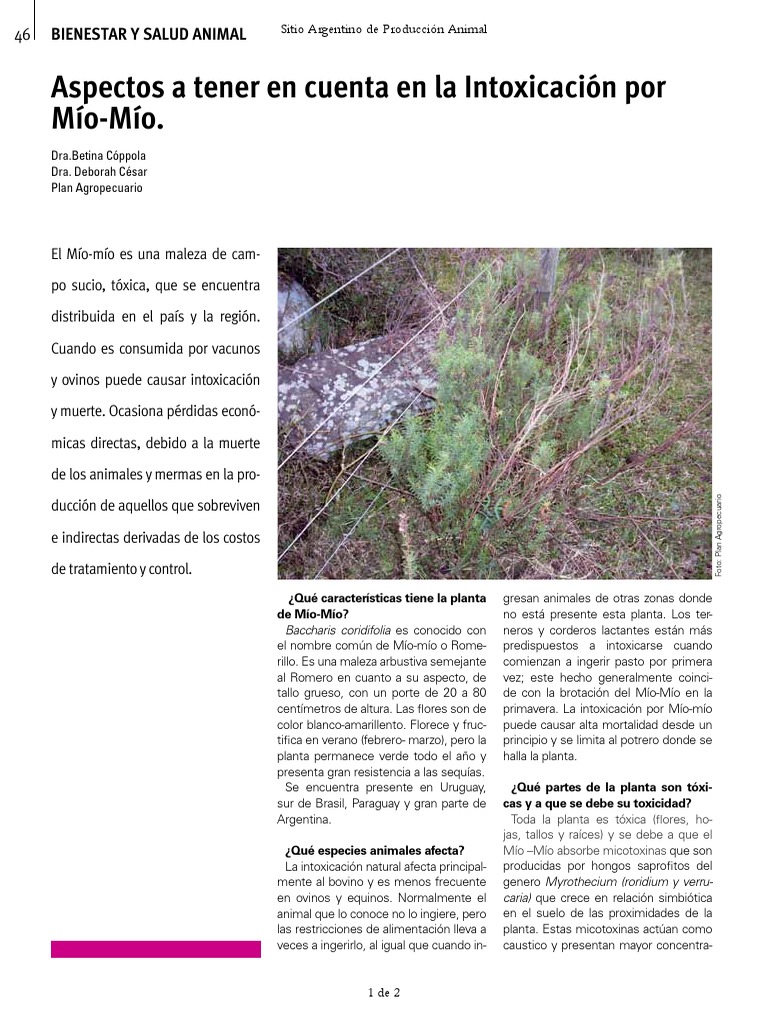 Yerba o Planta Mío Mio | PDF | Oveja | Diarrea