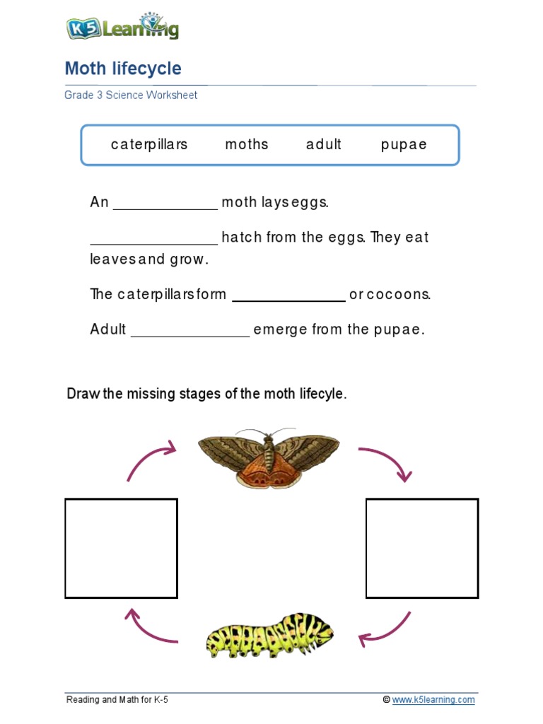 Grade 3 Animal Lifecycle A | PDF