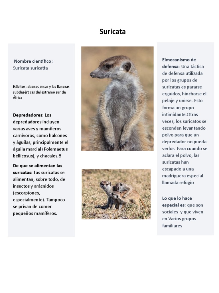 Suricata | PDF