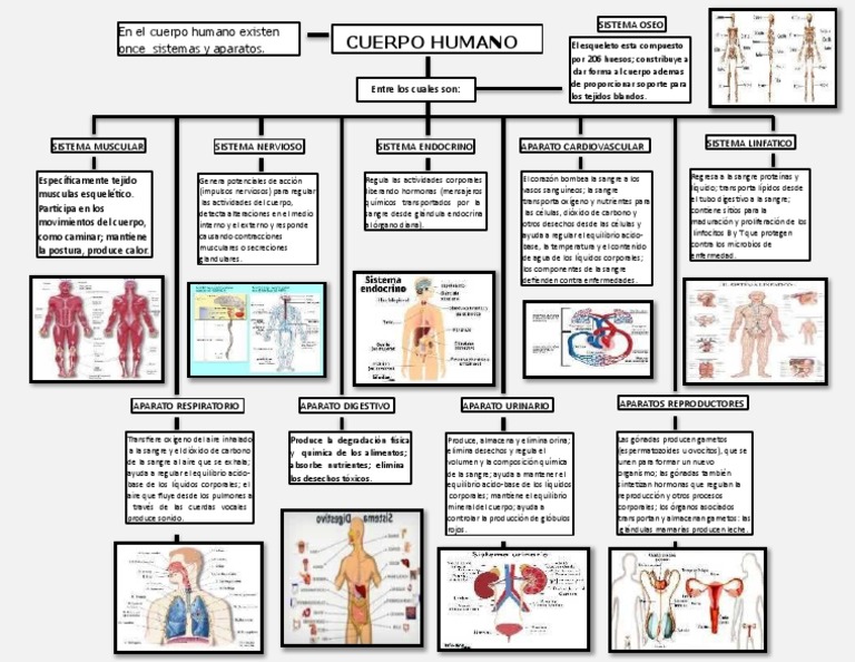 Mapa Conceptual Del Cuerpo Humano | PDF | Sangre | Sistema endocrino