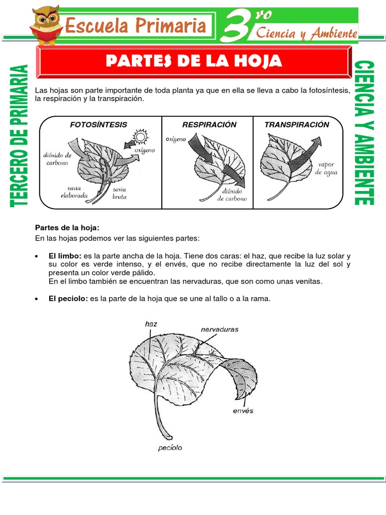 Hojas De Trabajo Sobre Las Partes Del Sol Pósteres Gratuitos Del