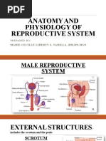 Anatomy and Physiology of Bull Reproductive System | PDF | Testicle ...
