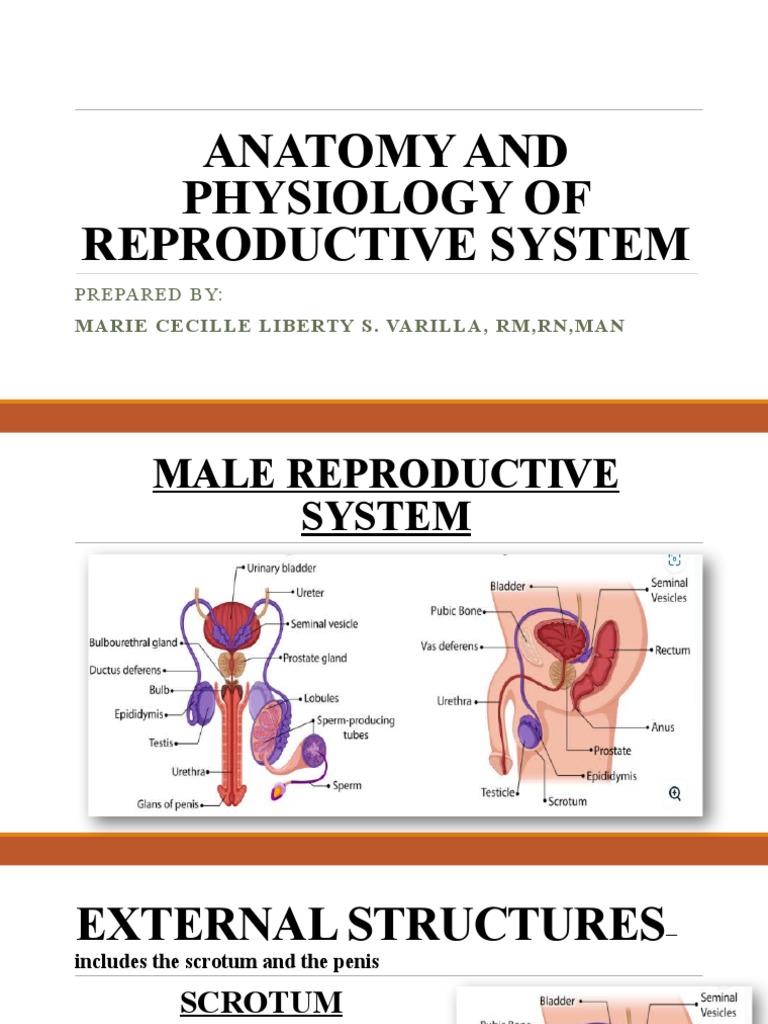 1 Anatomy and Physiology of Reproductive System | PDF | Pelvis | Uterus