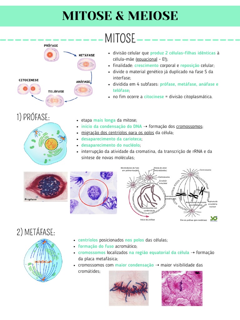 Mitose e Meiose | PDF | Meiose | Mitose