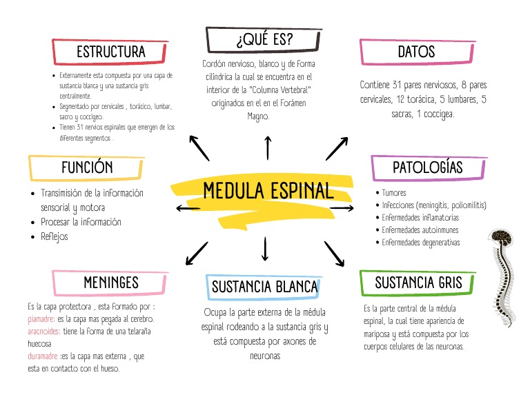 Estructura y funciones de la médula espinal | PDF | Médula espinal ...