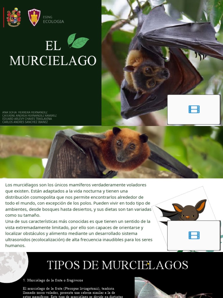 Presentacion Grupo 6 El Murcielago | PDF | Murciélago | Aves