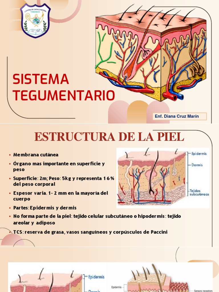 Sistema Tegumentario | Descargar gratis PDF | Piel | Sistema tegumentario