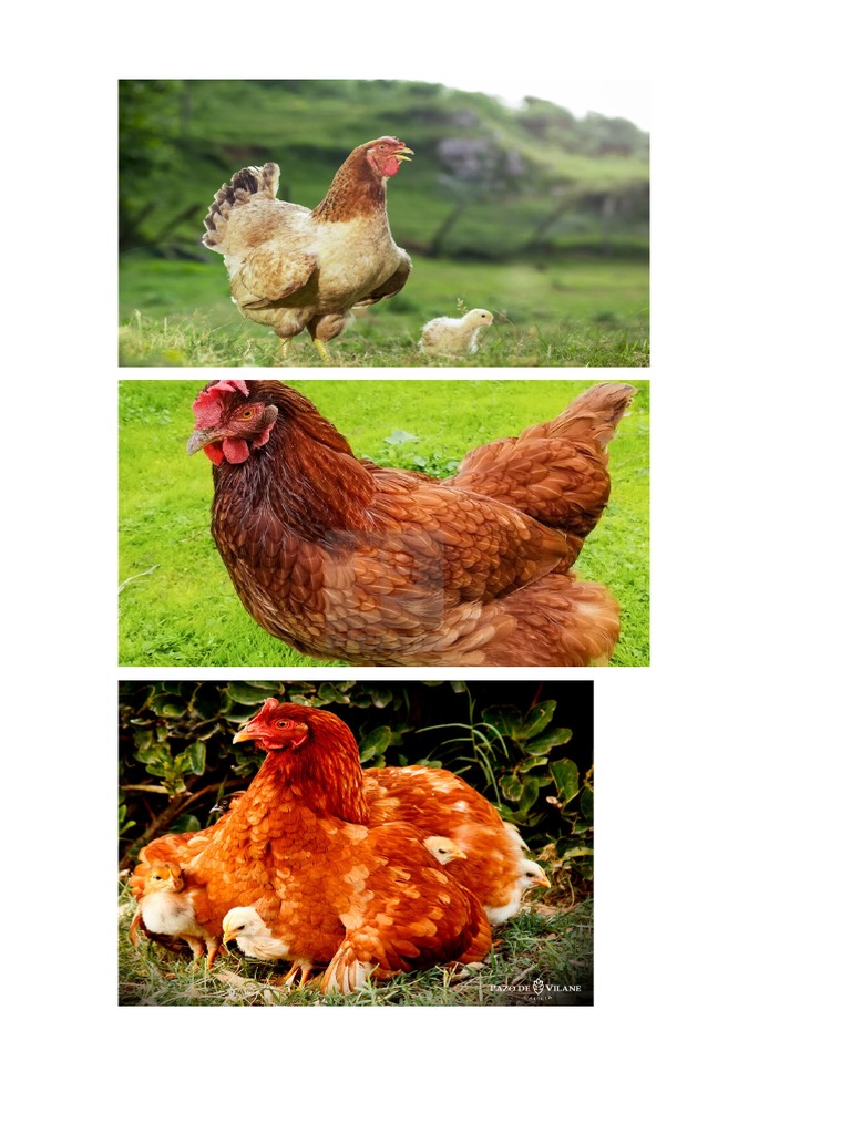 HEN | PDF