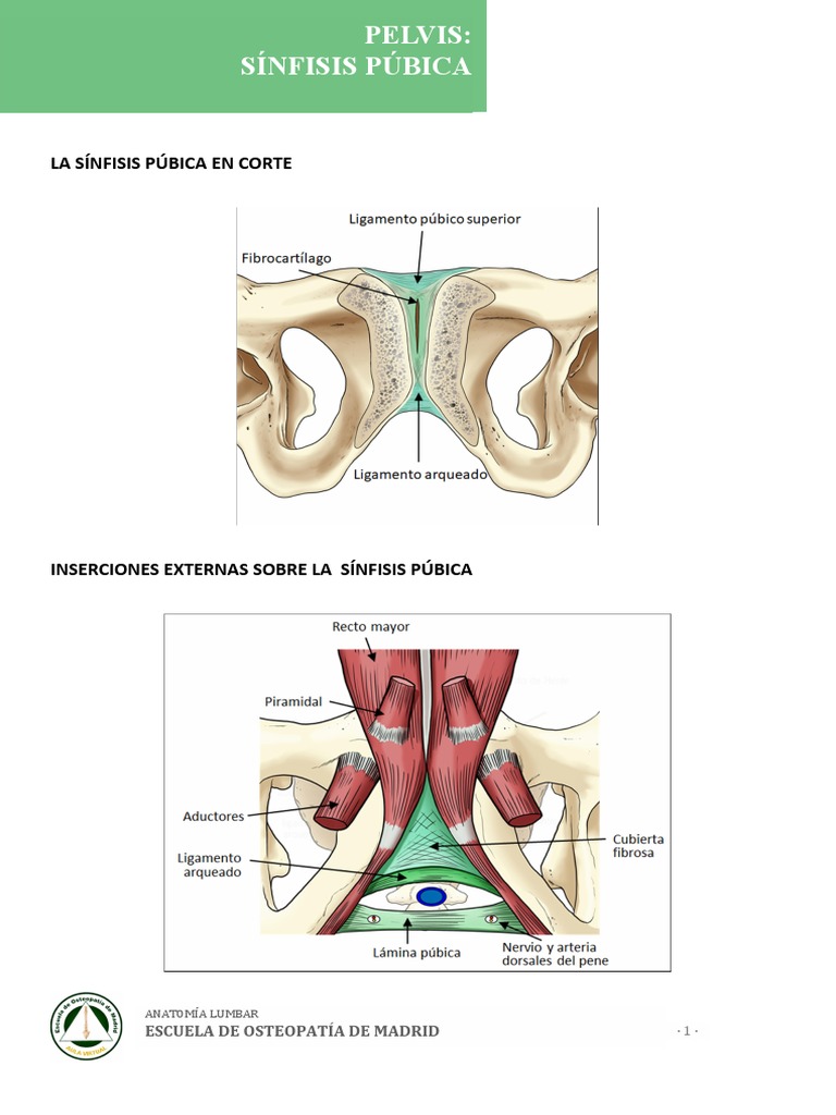 Sinfisis Pubica | PDF | Pelvis | Abdomen