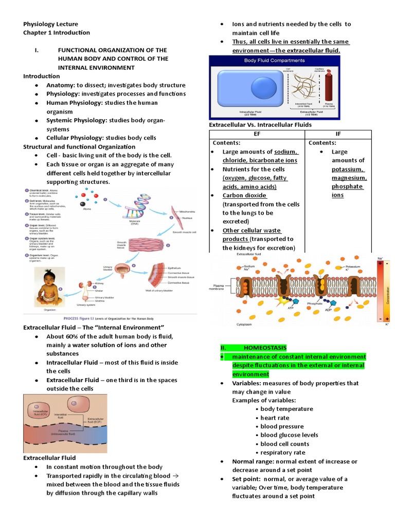 Chapter 1 Introduction | PDF | Human Body | Homeostasis