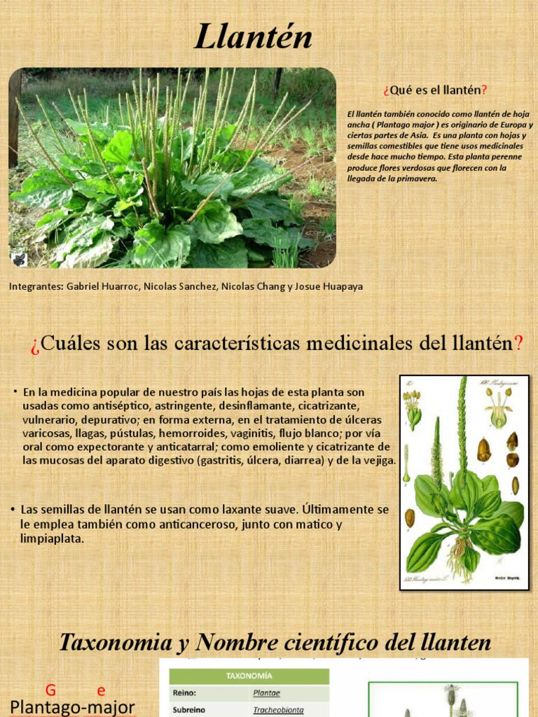 Exposicion Del Llanten | PDF