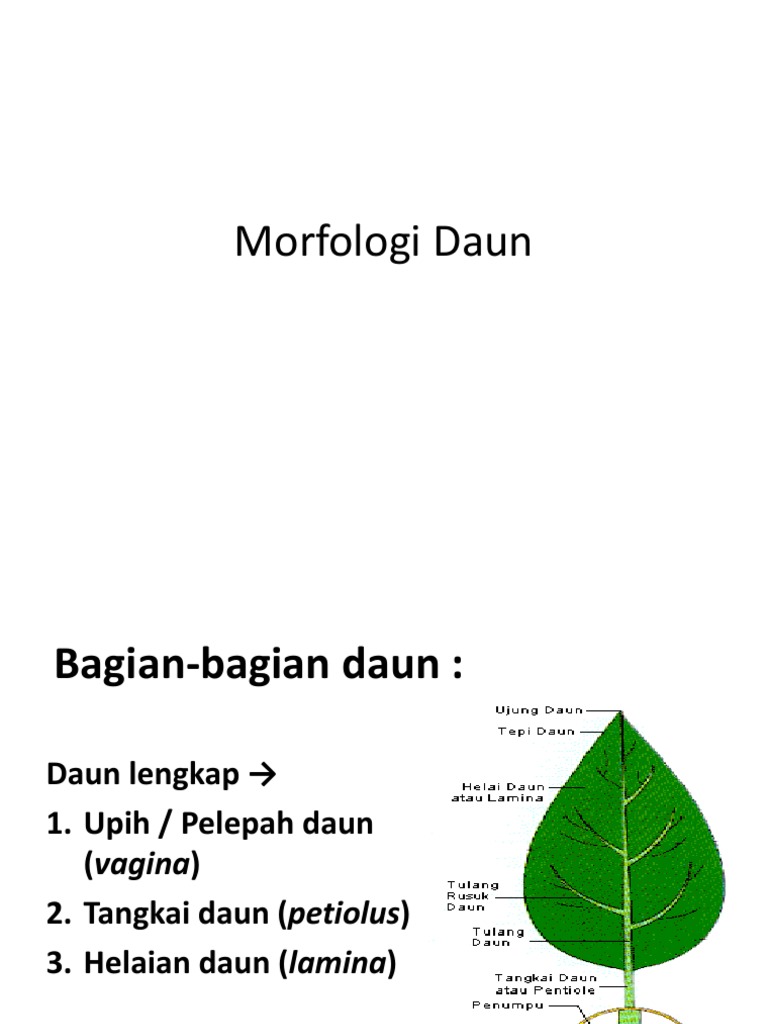 Morfologi Daun | PDF