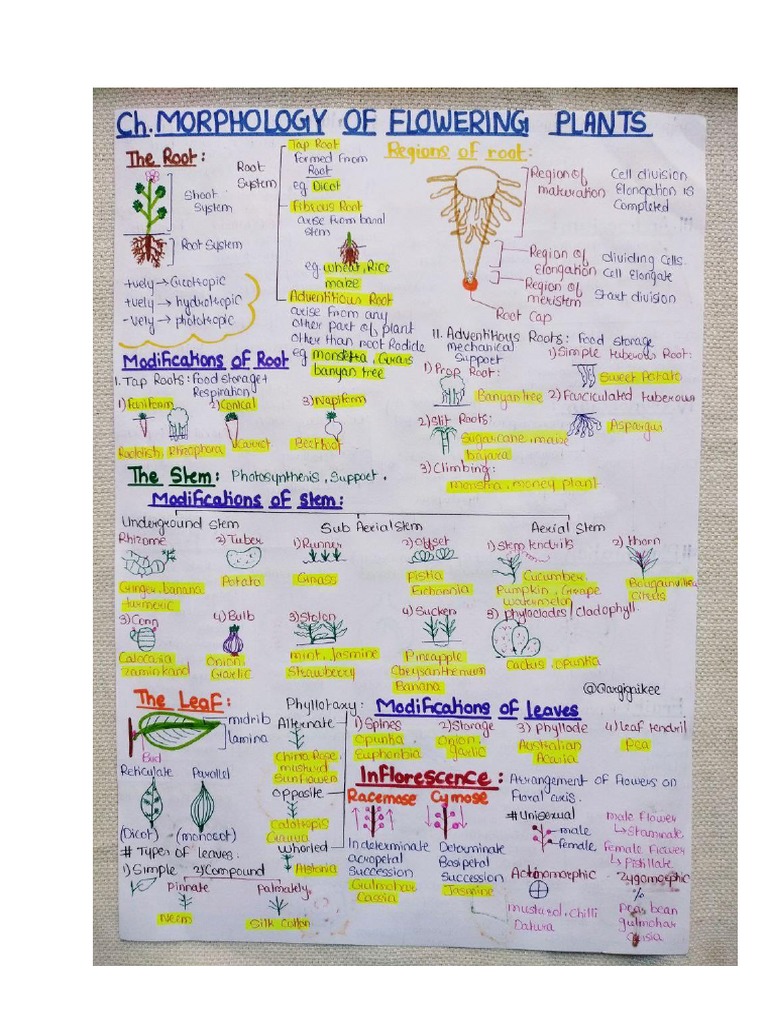 Morphology in Flowering Plant Class 11th Chapter 5 | PDF