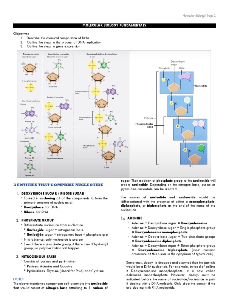 Mtap I - Molbio - Notes | PDF | Dna Replication | Directionality ...