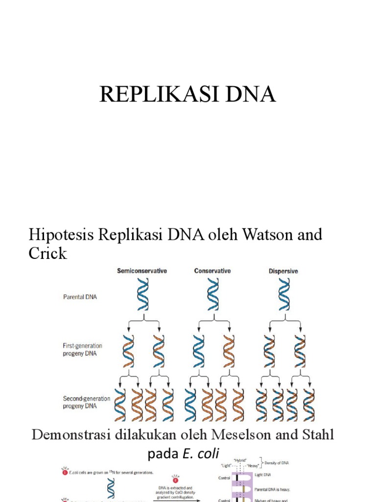Replikasi Dna | PDF