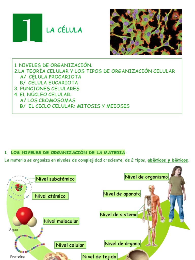 Tema 4. La Celula | PDF | Mitosis | Citoplasma
