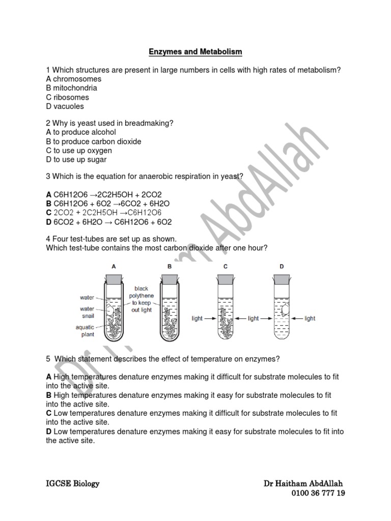 IGCSE Biology: Enzymes and Respiration | PDF | Enzyme | Cellular ...
