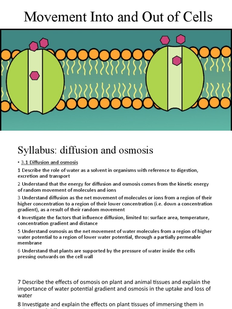 Movement Into and Out of Cells | Download Free PDF | Osmosis | Diffusion