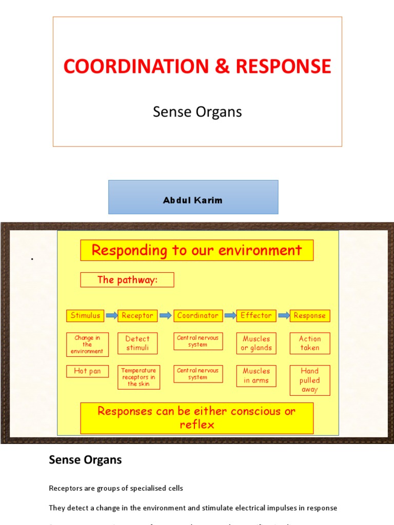 Coordination-Sense Organs | PDF