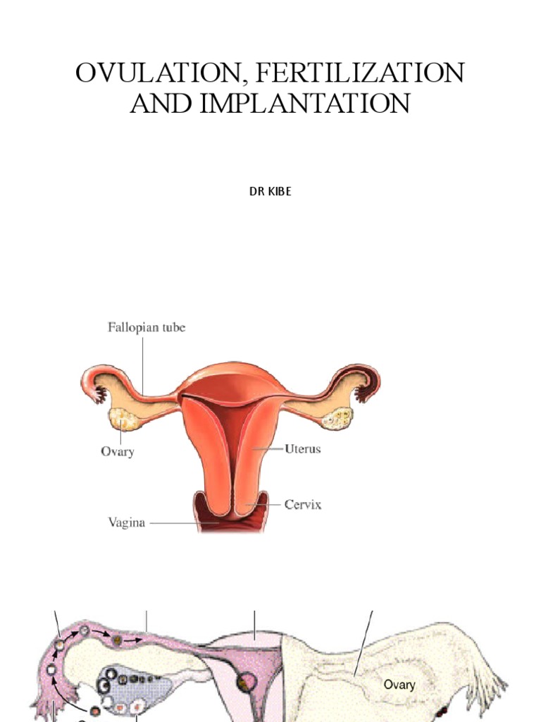 Ovulation and Fertilization Process Explained | PDF | Menstrual Cycle | Luteinizing Hormone
