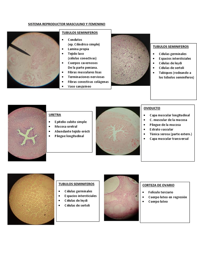 Histo Lamina 4 Unidad | PDF | Piel | Epitelio