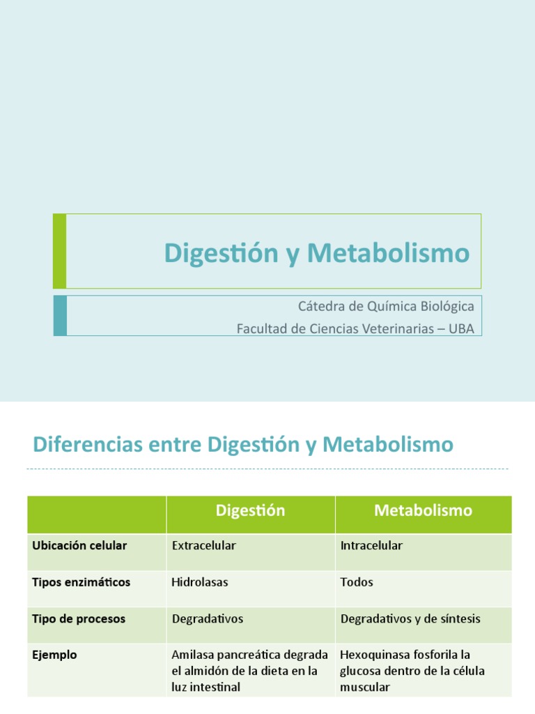 Digestión y Metabolismo | PDF | Metabolismo | Trifosfato de adenosina