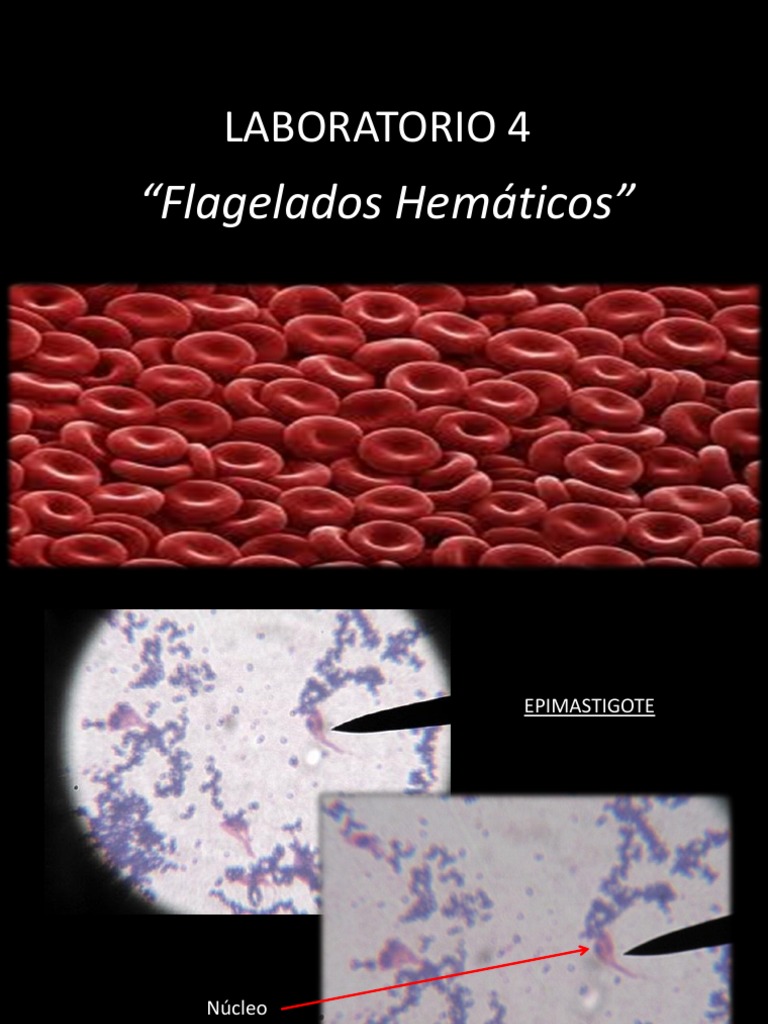 Flagelados Hemáticos | PDF | Parasitismo | Parásitos