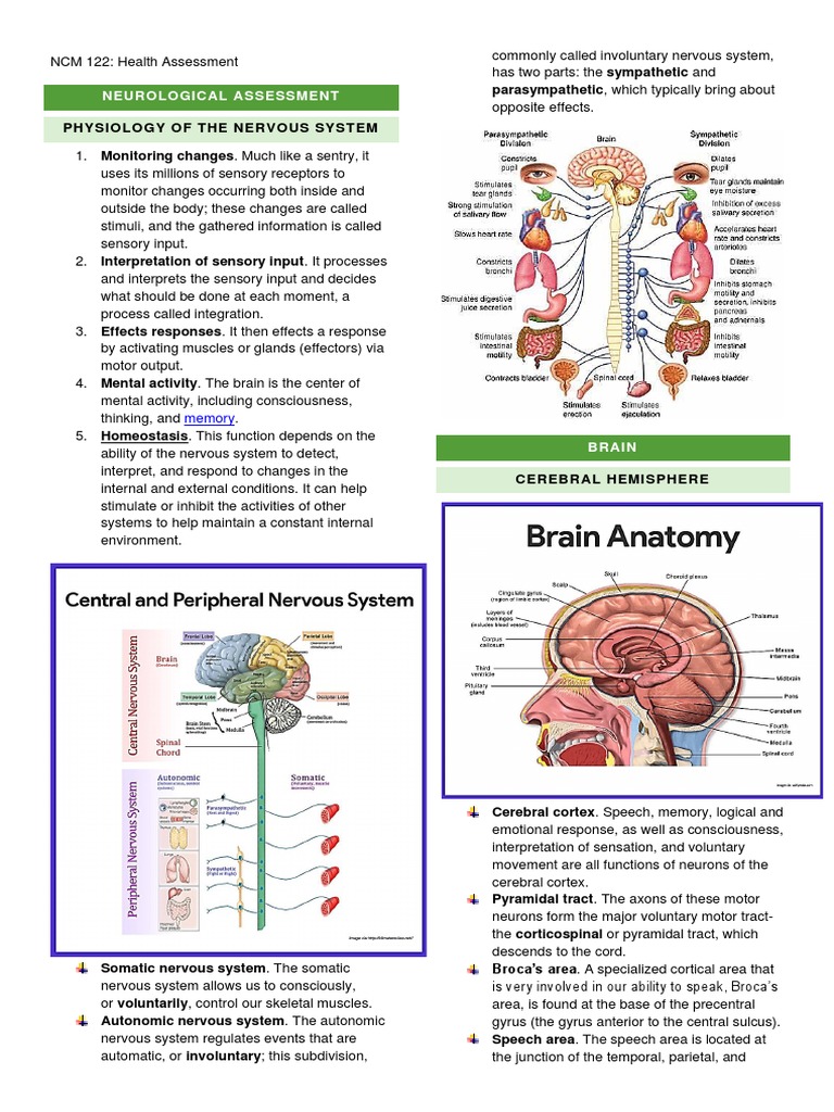 Neurological Assessment | PDF | Brainstem | Motor Neuron