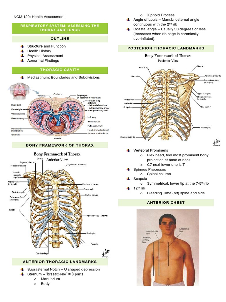 Respiratory-System.-Assessing-the-Thorax-and-Lungs | PDF | Lung | Thorax