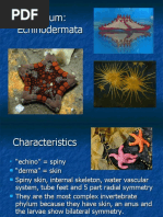 Sea Urchin Anatomy and Parts Guide | PDF | Anatomy | Zoology