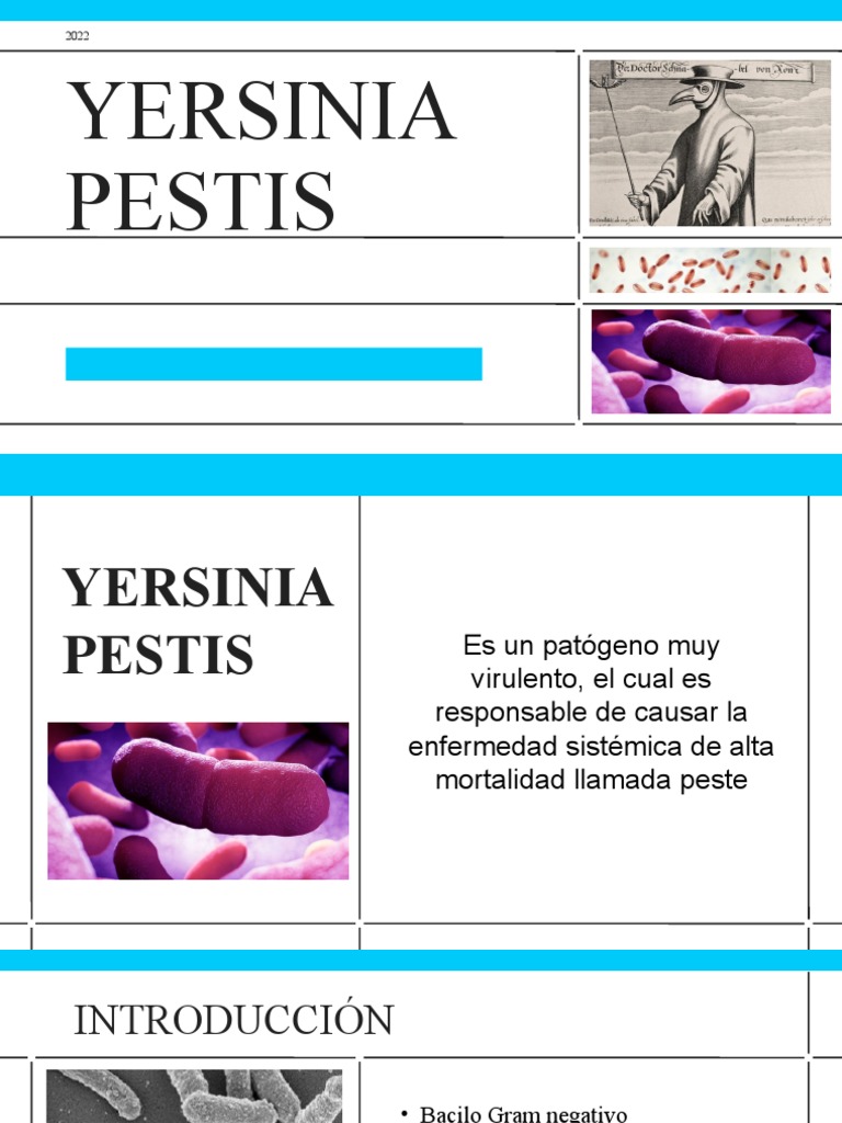 Yersinia Pestis | PDF | Peste (enfermedad) | Especialidades Medicas