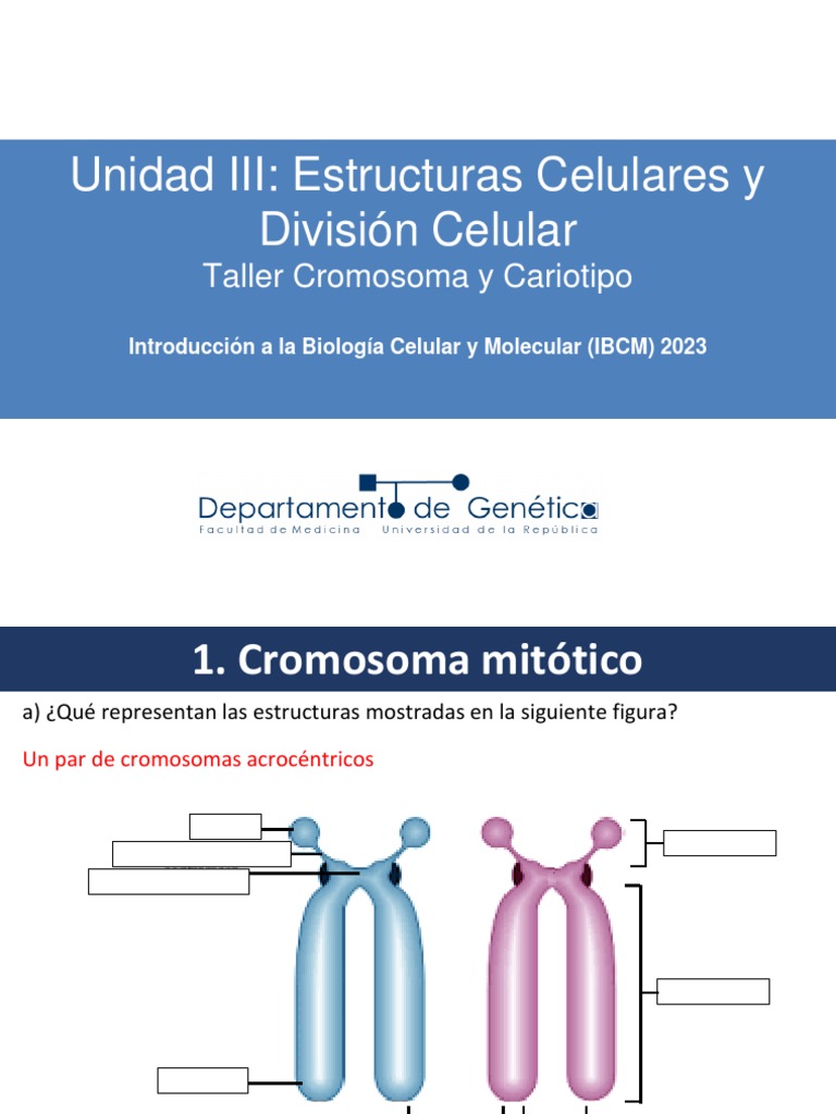 Presentación Cromosoma y Cariotipo | PDF