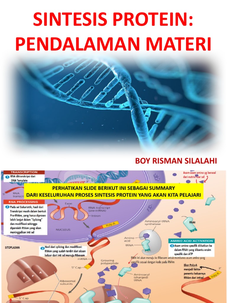 Sintesis Protein | PDF