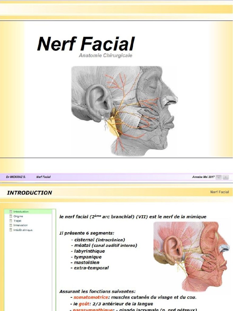 (C6) Nerf Facial | PDF