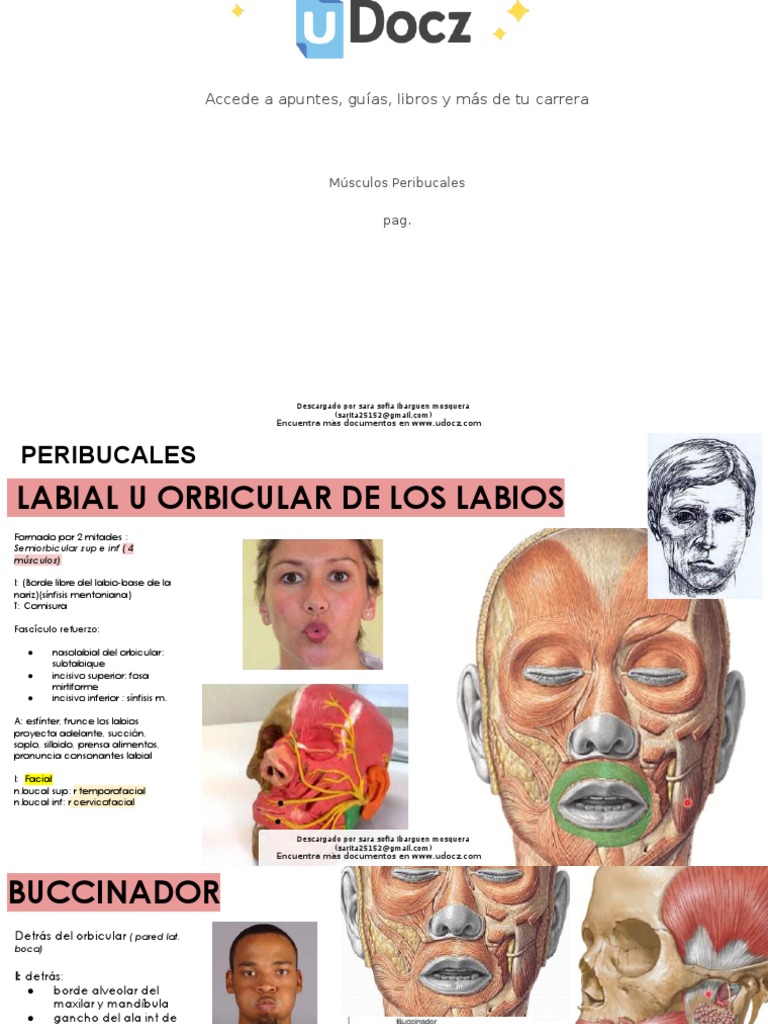 Anatomía de Músculos Peribucales | PDF | Artes del Lenguaje y ...