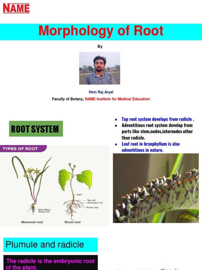 Morphology of Root (By Hemraj Aryal) | PDF | Root | Plants