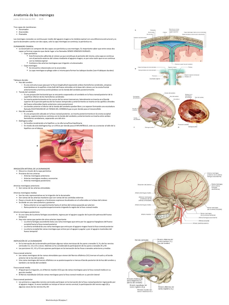 Anatomía de Las Meninges | PDF | Fluido cerebroespinal | Cerebelo