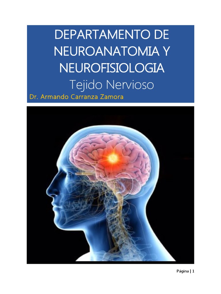 Neuroanatomia y Neurofisiologia Armando Carranza Z. | PDF | Sistema ...