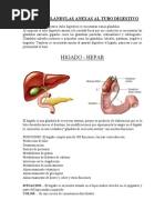 HEPAGRAS | PDF | Hígado | Bilis