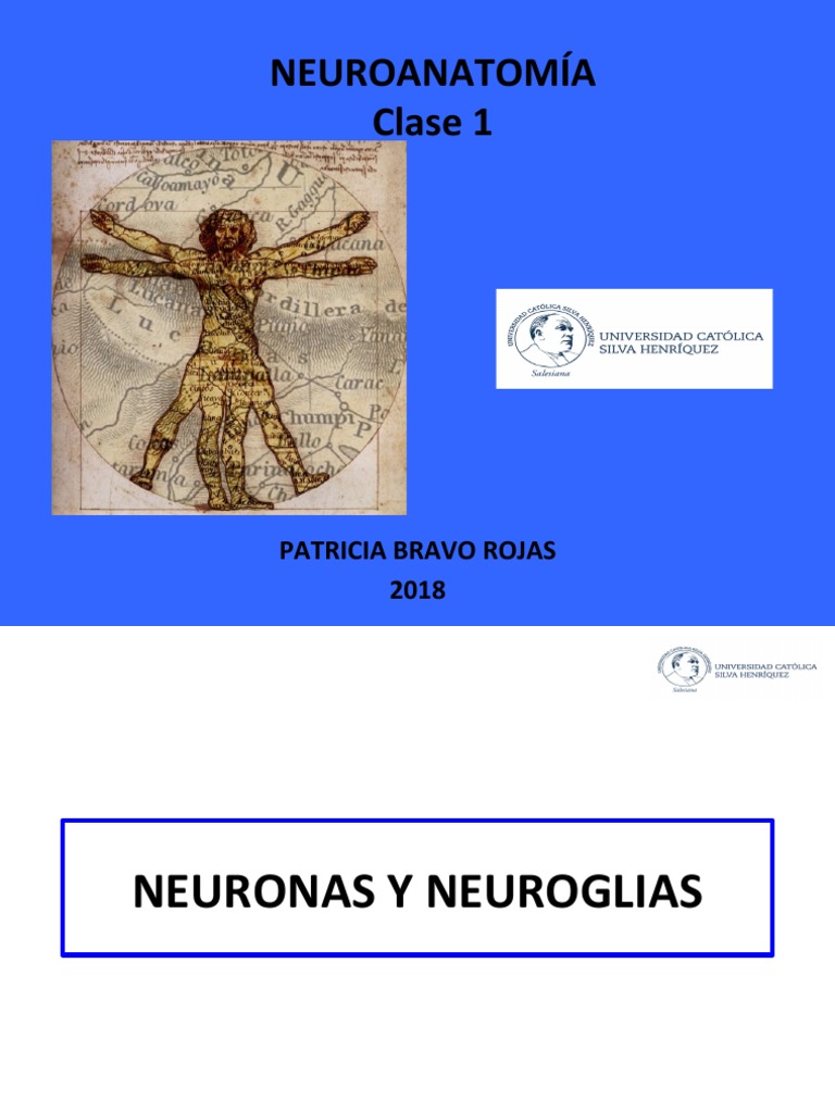Clase 1 NEURONA Y NEUROGLIAS | PDF | Neurona | Axon
