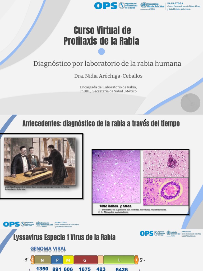 Diagnóstico de Rabia Humana | PDF | Inmunofluorescencia | Virus