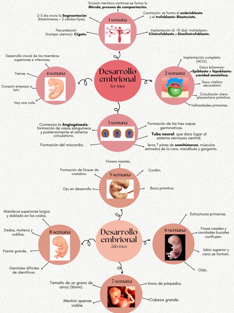 Desarrollo Embrionario | PDF | Anatomía | Zoología