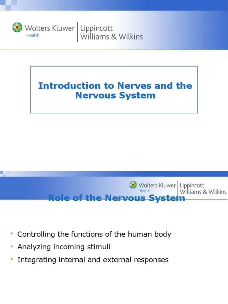 Chapter 19 Introduction To Nerves and The Nervous System | PDF ...