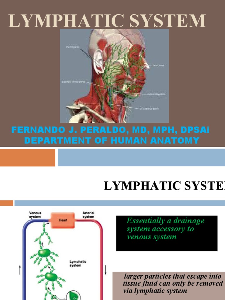 Anatomy of The Lymphatic System | PDF | Lymphatic System | Lymph
